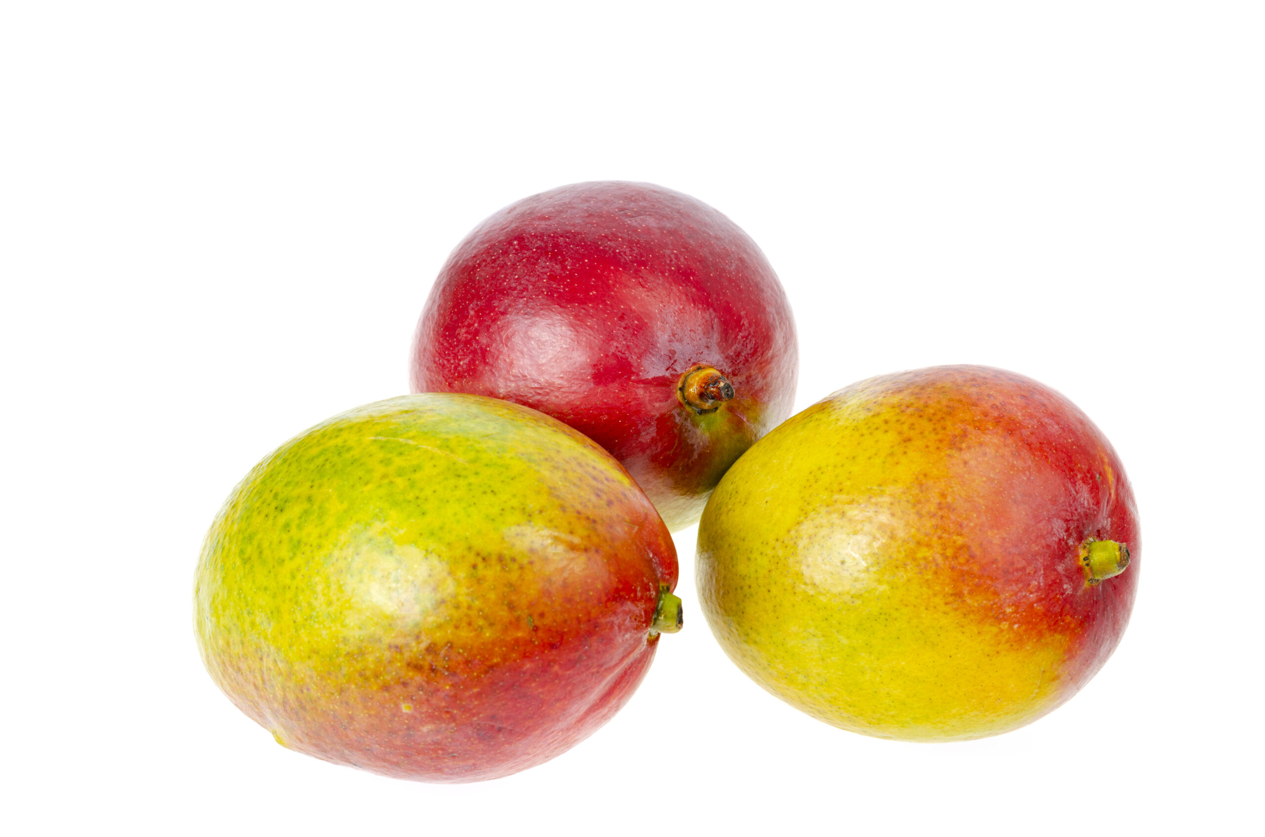 MANGUE - Kodra-Export